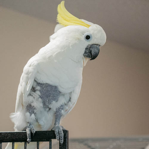 Meet the Birds - The Birds - Greyhaven Exotic Bird Sanctuary