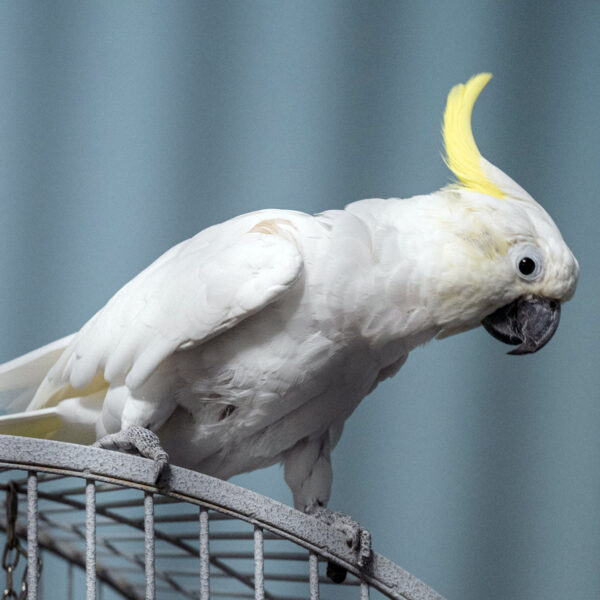 Meet the Birds - The Birds - Greyhaven Exotic Bird Sanctuary