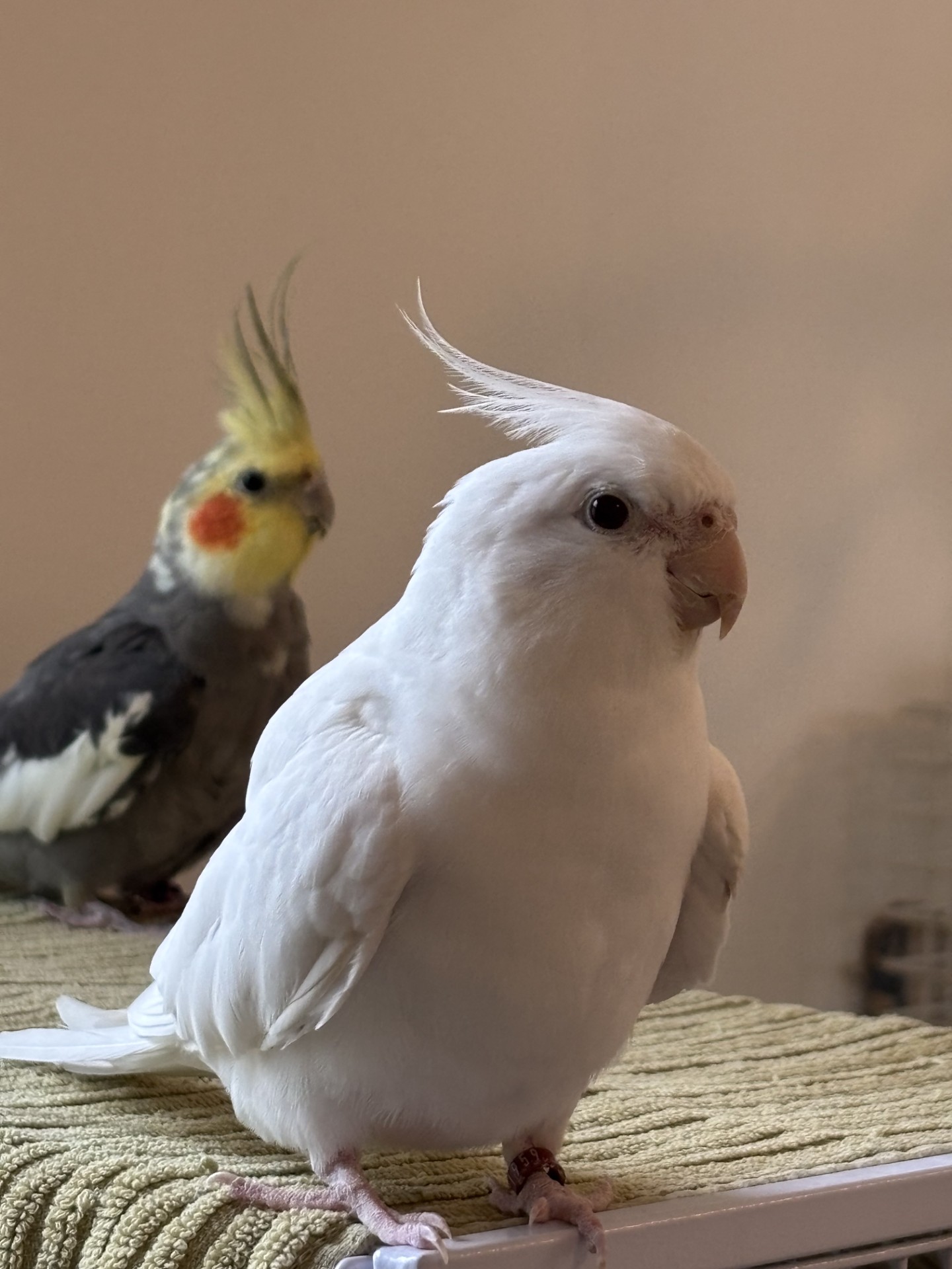 jeffreygusgus - Greyhaven Exotic Bird Sanctuary