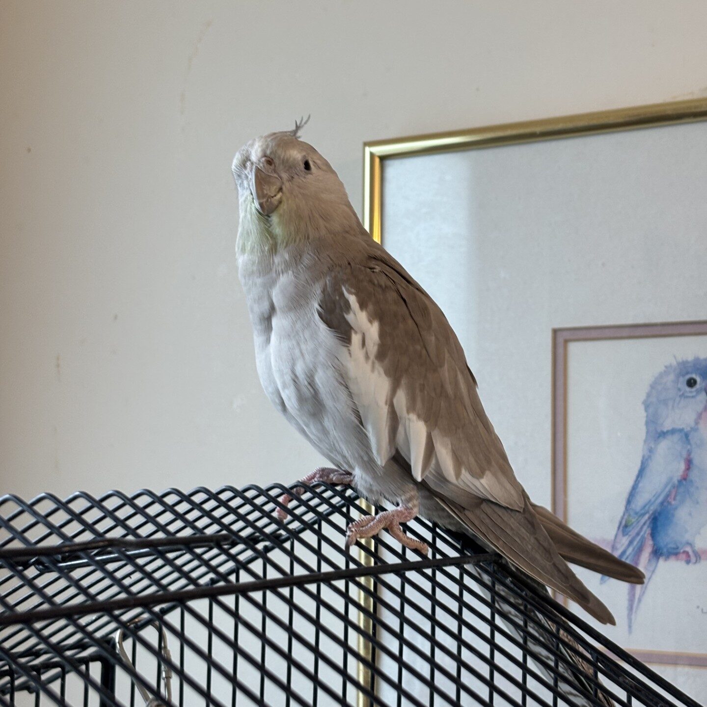 lucy - Greyhaven Exotic Bird Sanctuary
