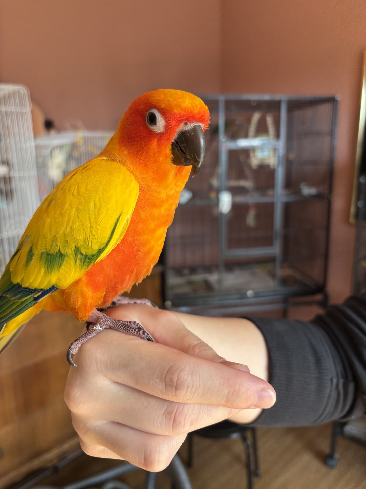 LEO - Greyhaven Exotic Bird Sanctuary