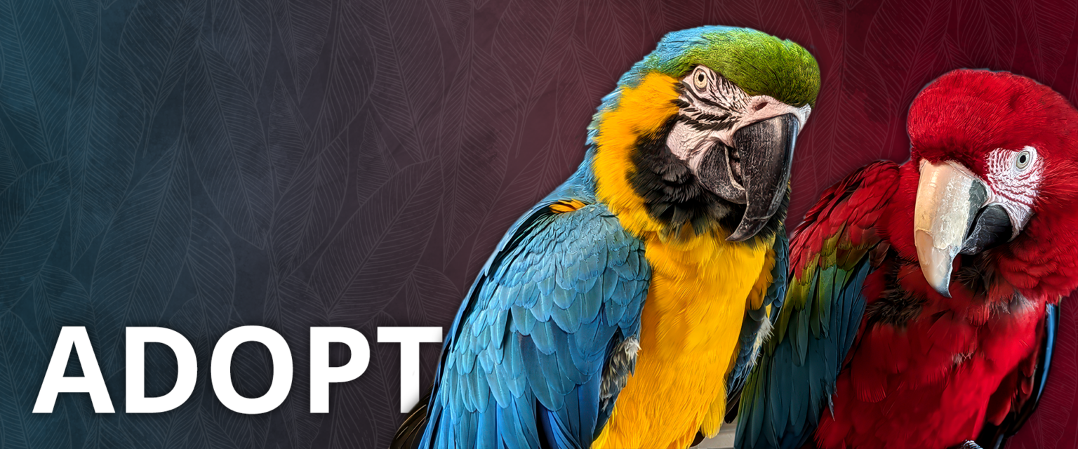 Adoption Information - Greyhaven Exotic Bird Sanctuary