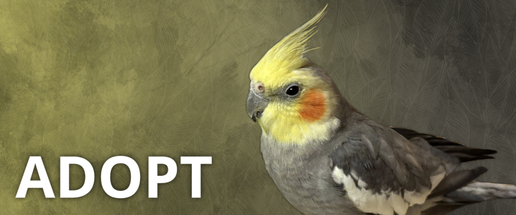 Our Adoption Policies - Adopt - Greyhaven Exotic Bird Sanctuary